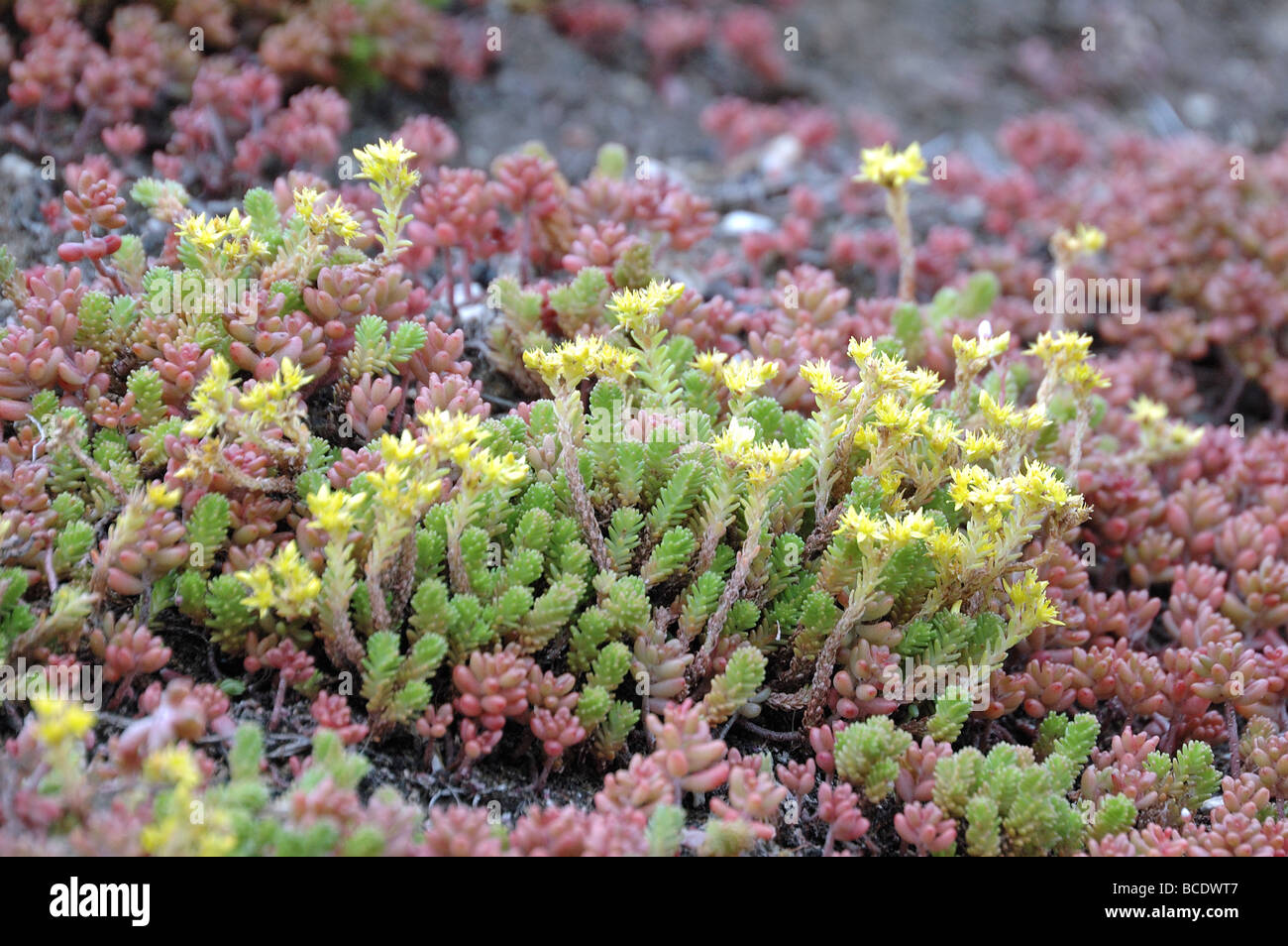 Sedum roof -Fotos und -Bildmaterial in hoher Auflösung – Alamy