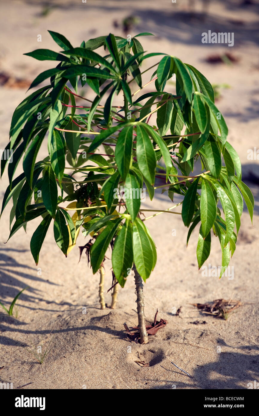 Mozambique Agriculture Stockfotos und -bilder Kaufen - Alamy