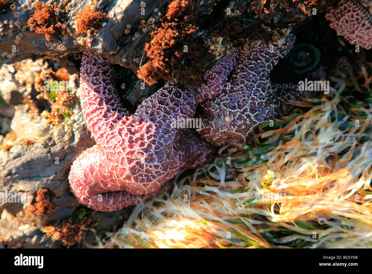 Lila seestern -Fotos und -Bildmaterial in hoher Auflösung – Alamy