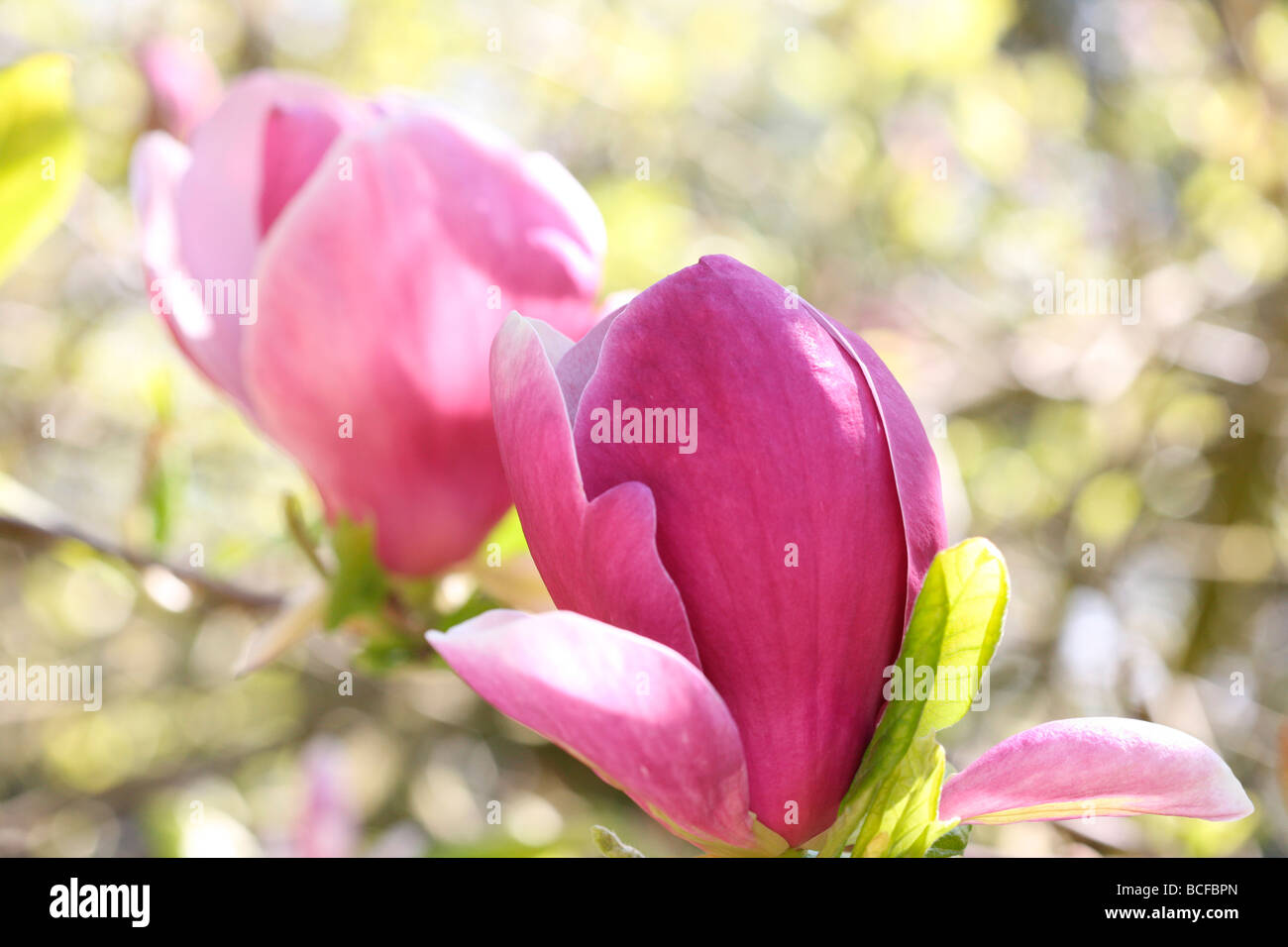 Magnolien Strauch Stockfotos und -bilder Kaufen - Alamy