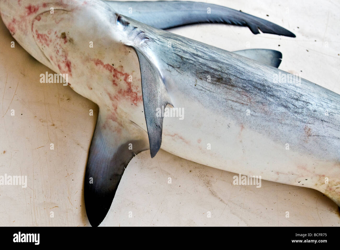 Shark eating fish -Fotos und -Bildmaterial in hoher Auflösung – Alamy