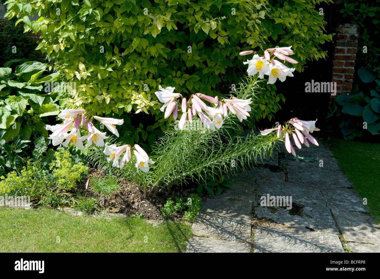Liliaceae lilium -Fotos und -Bildmaterial in hoher Auflösung – Alamy
