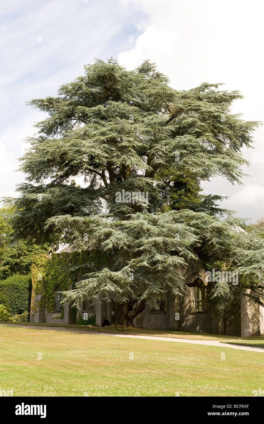 Cedar of lebanon -Fotos und -Bildmaterial in hoher Auflösung – Alamy