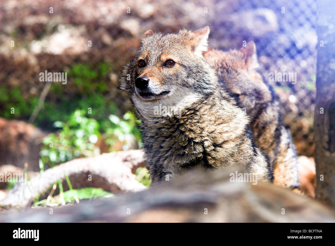Israeli wolf -Fotos und -Bildmaterial in hoher Auflösung – Alamy