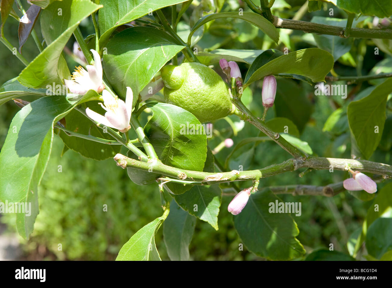 Zitrone zitrus limon baum -Fotos und -Bildmaterial in hoher Auflösung ...