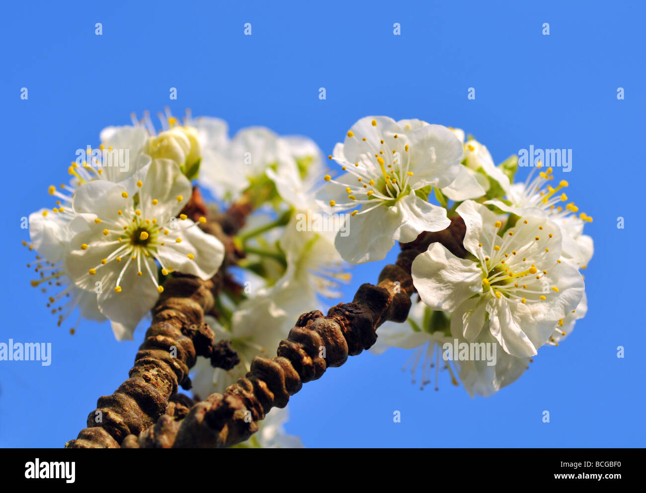 Plum tree -Fotos und -Bildmaterial in hoher Auflösung – Alamy