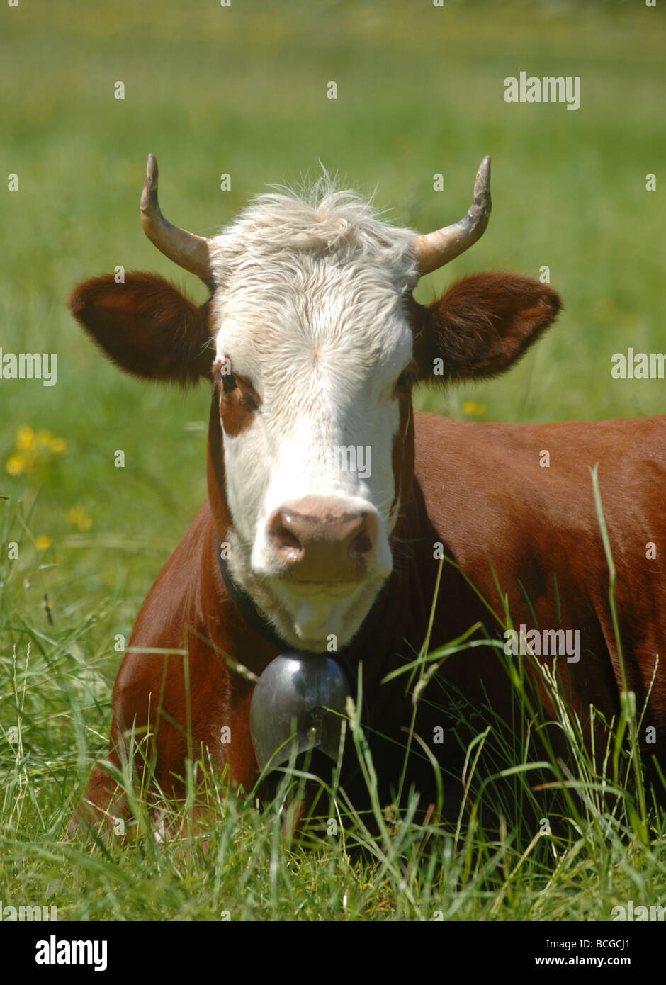 Cattle bell -Fotos und -Bildmaterial in hoher Auflösung – Alamy