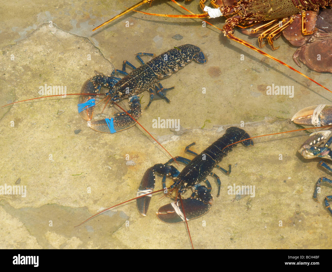 Homarus vulgaris -Fotos und -Bildmaterial in hoher Auflösung – Alamy