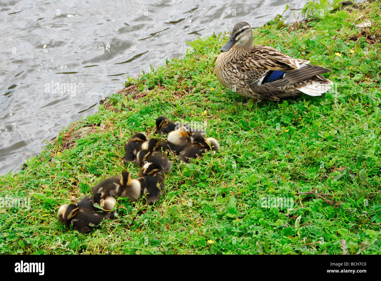 Ente Kuscheln Stockfotos und -bilder Kaufen - Alamy