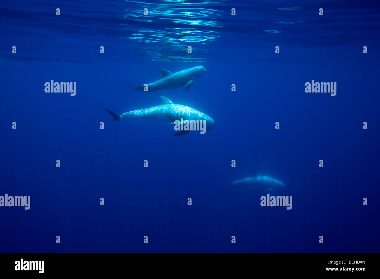 Rissos Delfine Grampus früh Pico Island Azoren Atlantik-Portugal ...