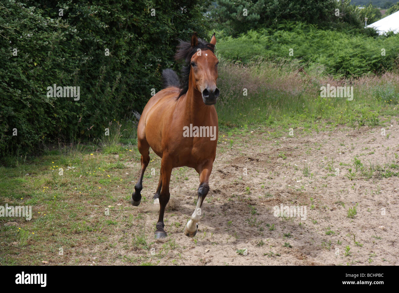 Ponyfeld im galopp -Fotos und -Bildmaterial in hoher Auflösung – Alamy