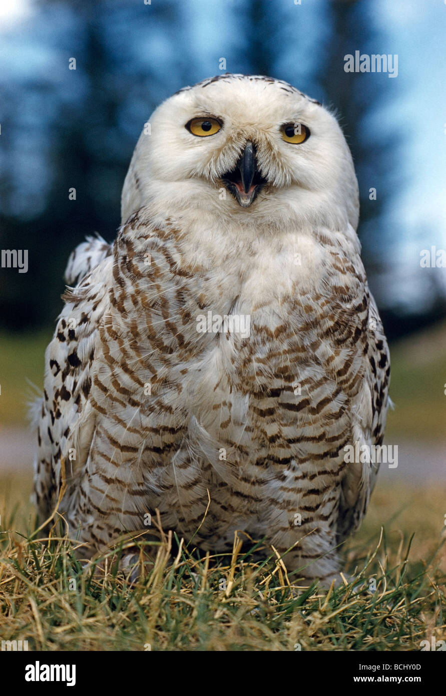 Snowy owl on arctic tundra -Fotos und -Bildmaterial in hoher Auflösung ...