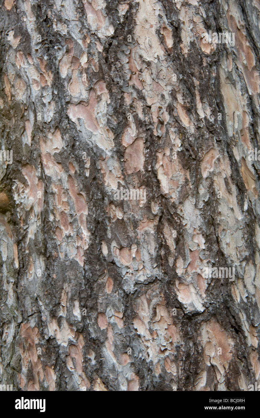 Europäische Lärche (Larix Decidua) Nahaufnahme von Rinde ...