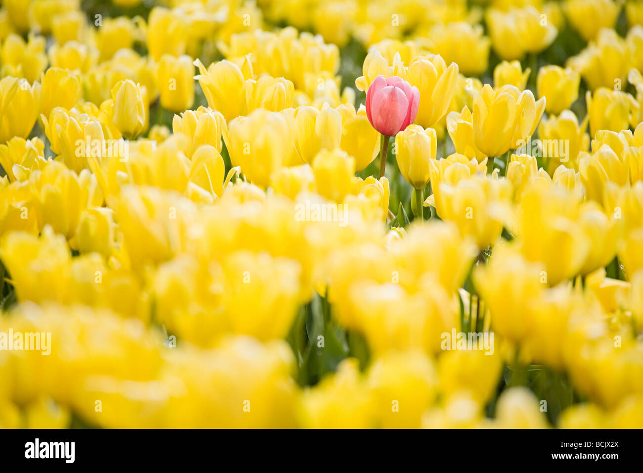 Gelbe Tulpe Rot Stockfotos und -bilder Kaufen - Alamy