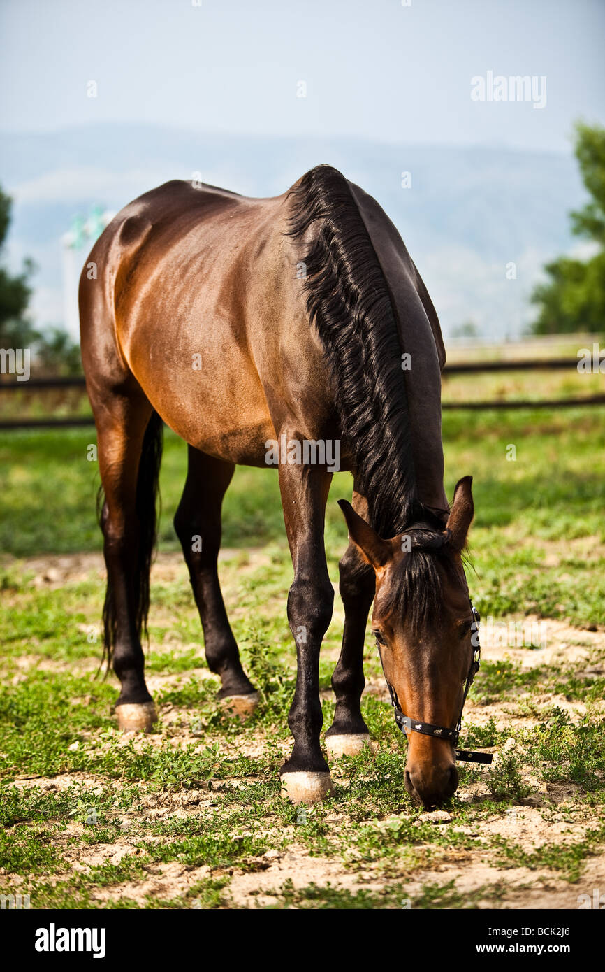 Horse eating -Fotos und -Bildmaterial in hoher Auflösung – Alamy