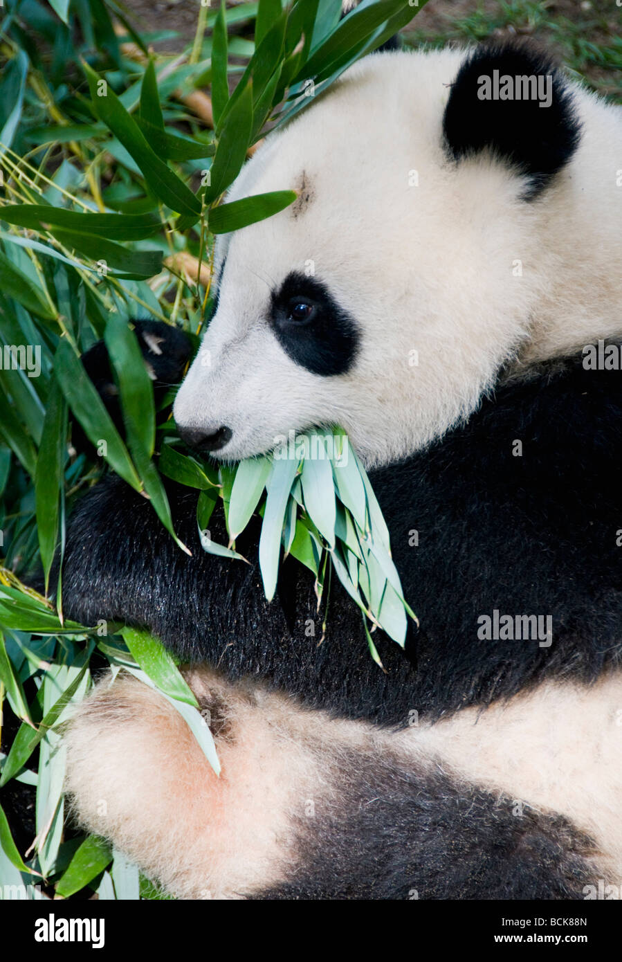 Großer Panda (Ailuropoda Melanoleuca) Fütterung, San Diego Zoo ...