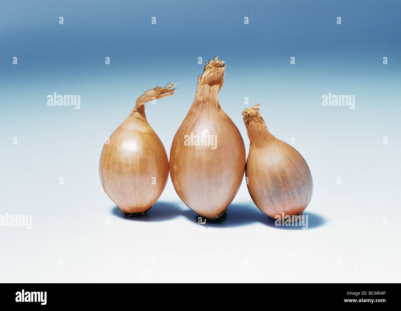 Reihe von schalotten -Fotos und -Bildmaterial in hoher Auflösung – Alamy