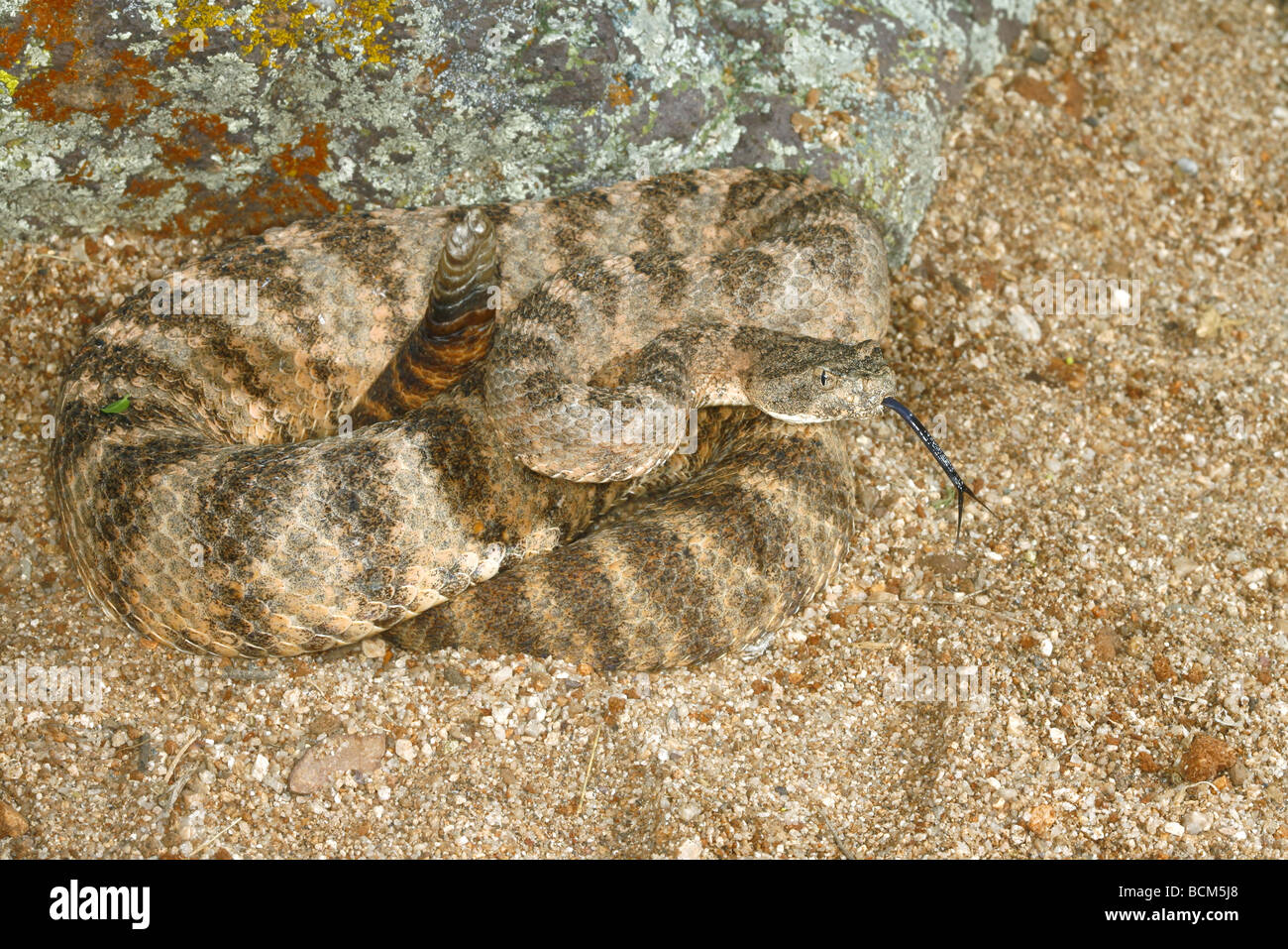 Tiger-Klapperschlange Crotalus Tigris Tucson Pima County Arizona USA 16 ...
