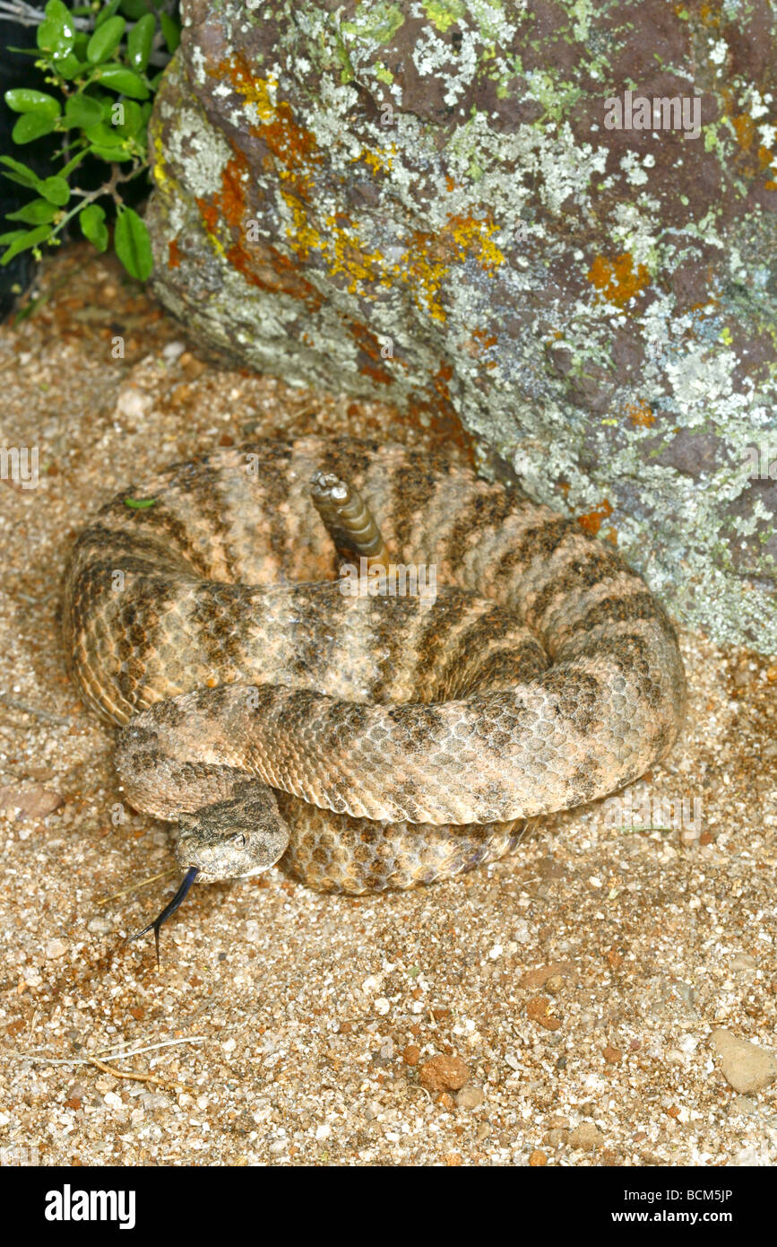 Tiger-Klapperschlange Crotalus Tigris Tucson Pima County Arizona USA 16 ...