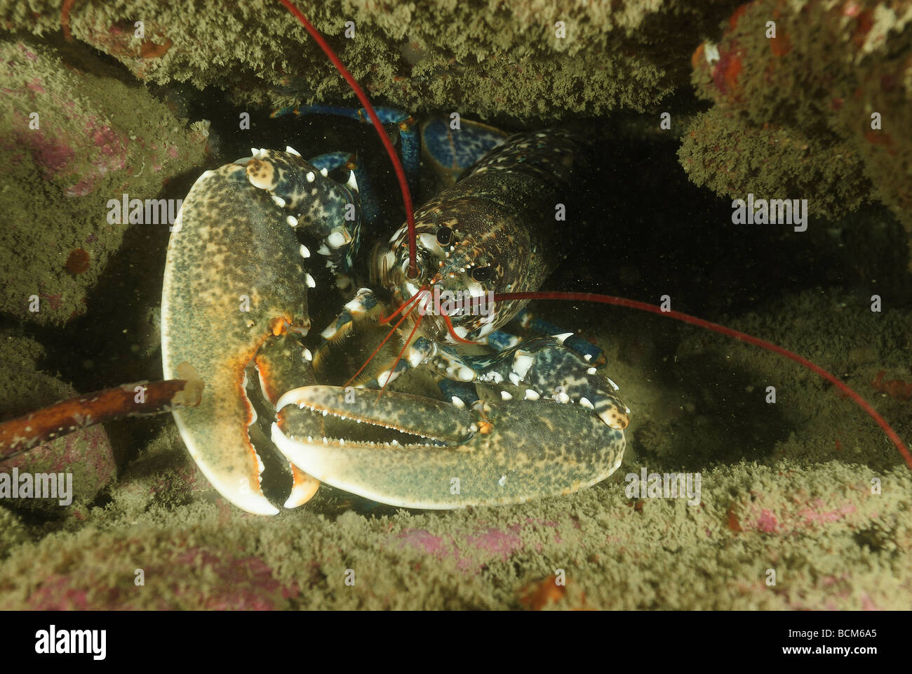Europäischer Hummer in der Nord-Bretagne Stockfotografie - Alamy