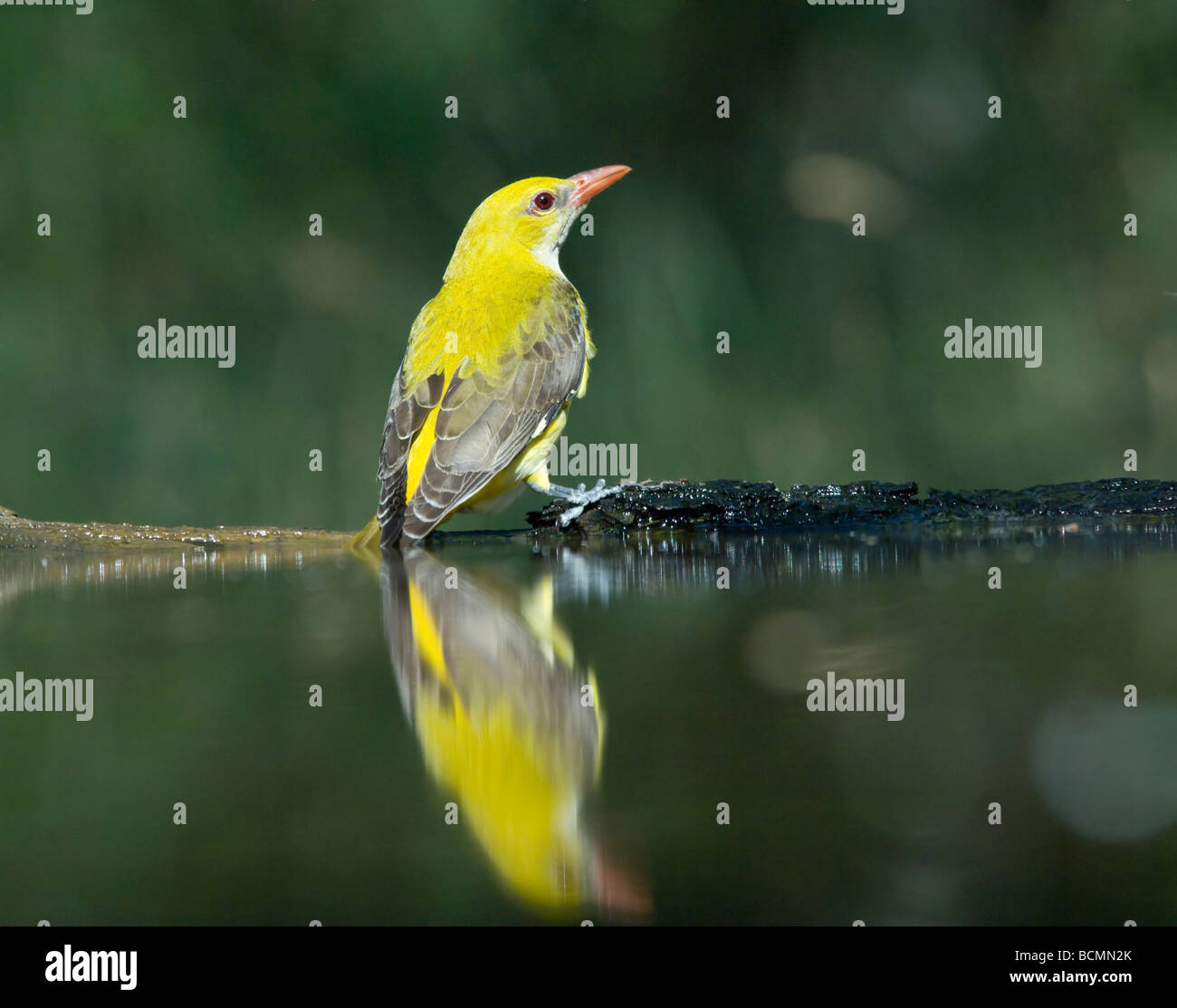 Goldener pirol oriolus oriolus -Fotos und -Bildmaterial in hoher ...