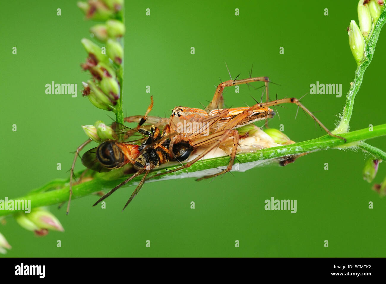Luchs Spinne Essen eine Biene Stockfotografie - Alamy
