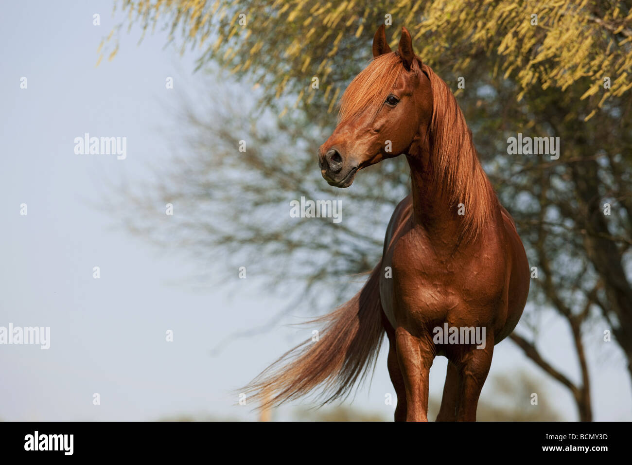 American saddlebred -Fotos und -Bildmaterial in hoher Auflösung – Alamy