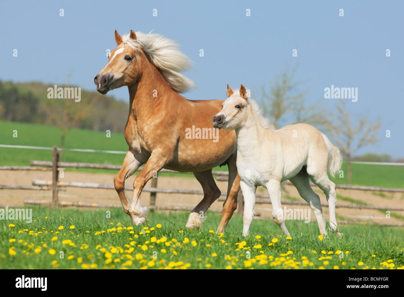 Haflinger Pferd. Stute mit Fohlen im Galopp auf der Weide Stockfoto ...