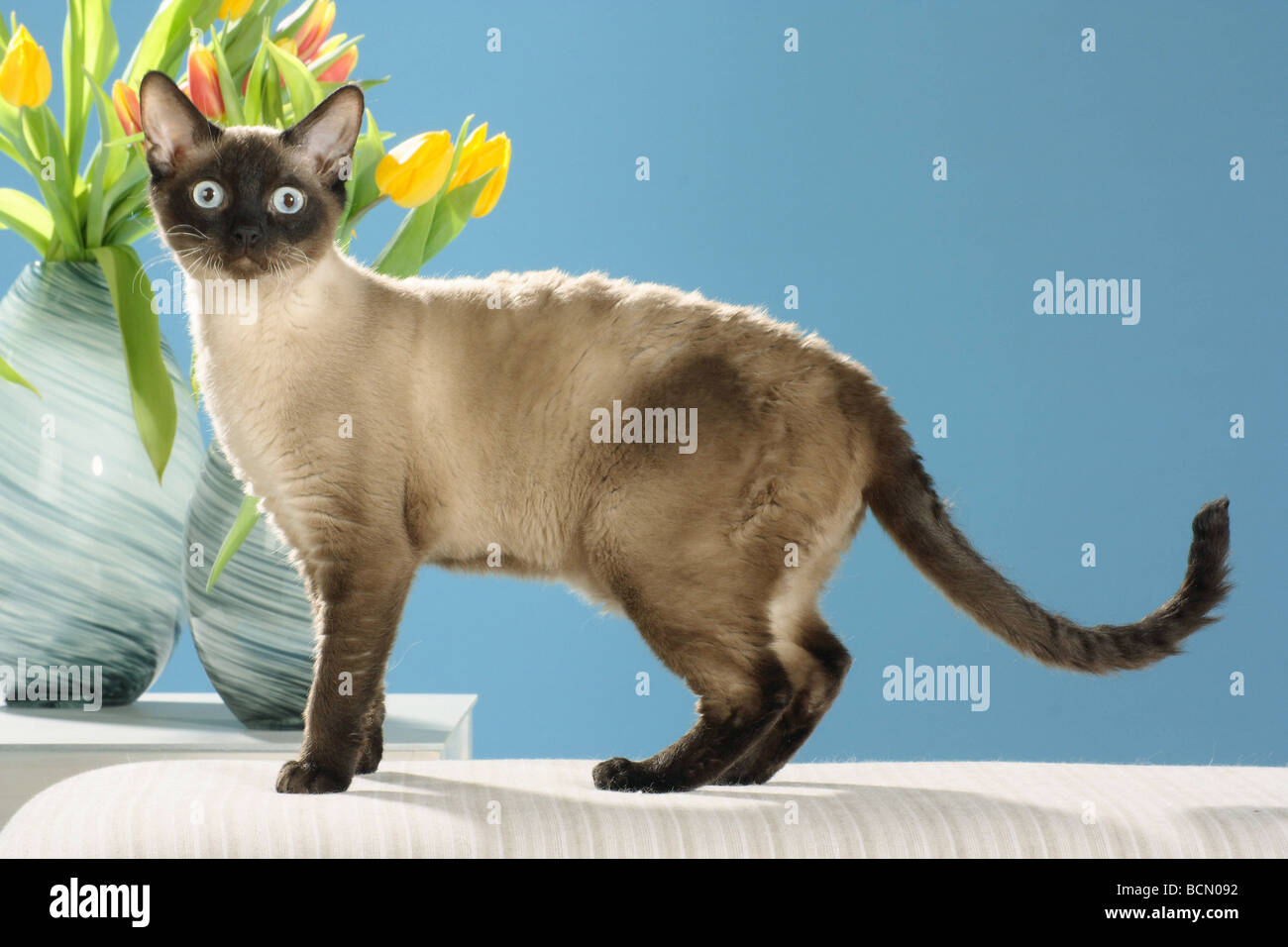 German rex cat -Fotos und -Bildmaterial in hoher Auflösung – Alamy