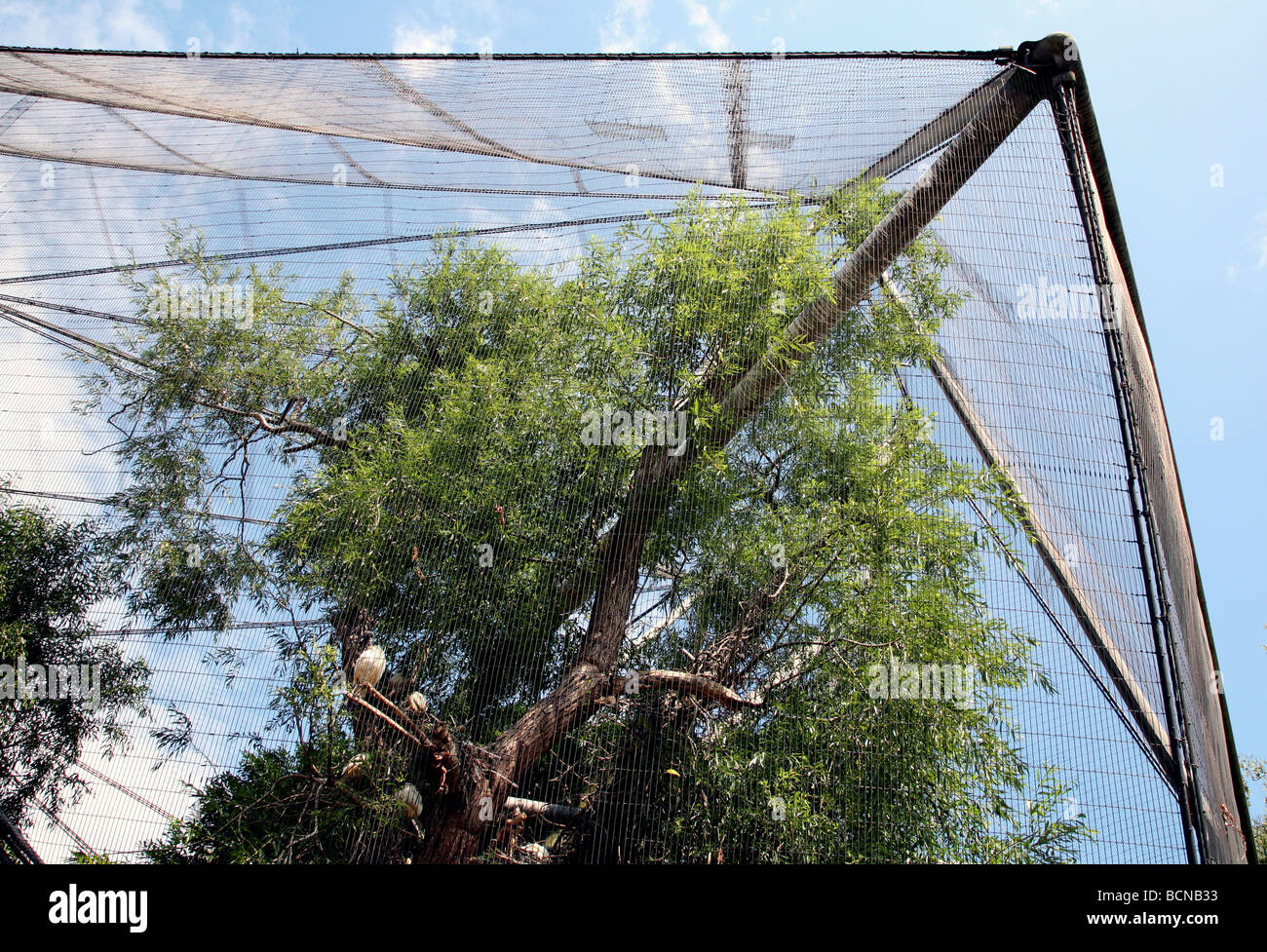 Snowdon Aviary, London Zoo Stockfotografie - Alamy