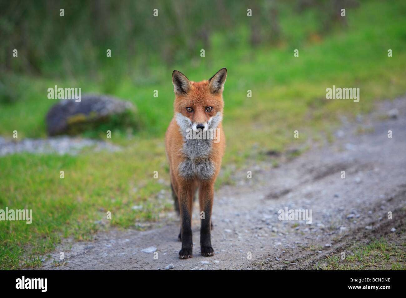 Rotfuchs tier list tier -Fotos und -Bildmaterial in hoher Auflösung – Alamy