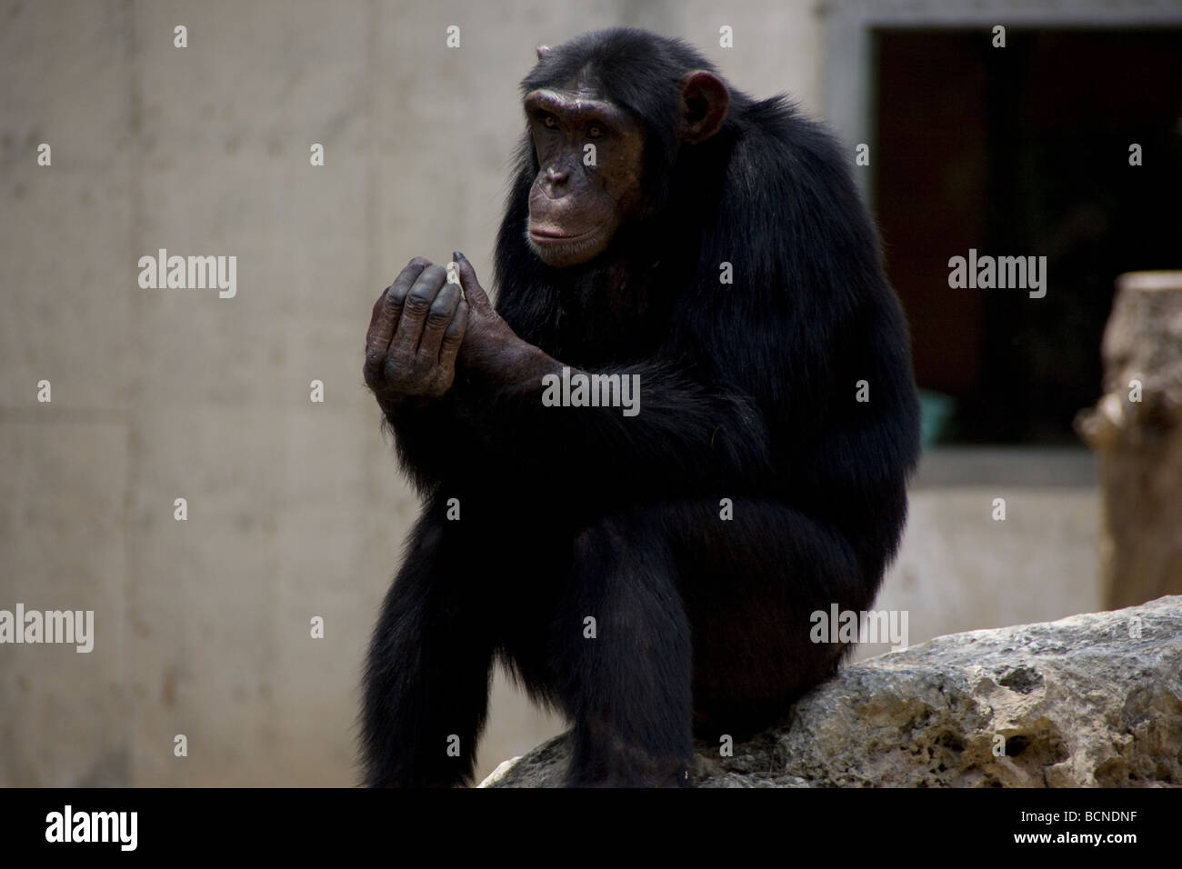 Lemurs and humans -Fotos und -Bildmaterial in hoher Auflösung – Alamy