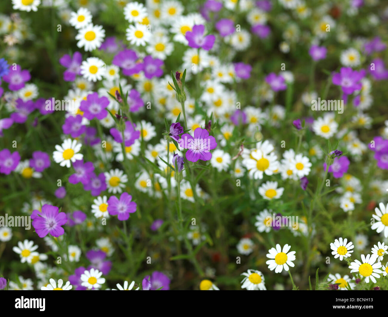 Wilde Blumen wachsen in Shoreditch Park, London Stockfotografie - Alamy