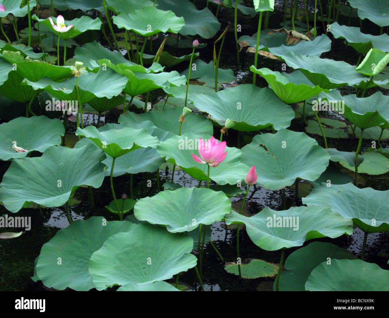 Lotus sommer Stockfotos und -bilder Kaufen - Alamy