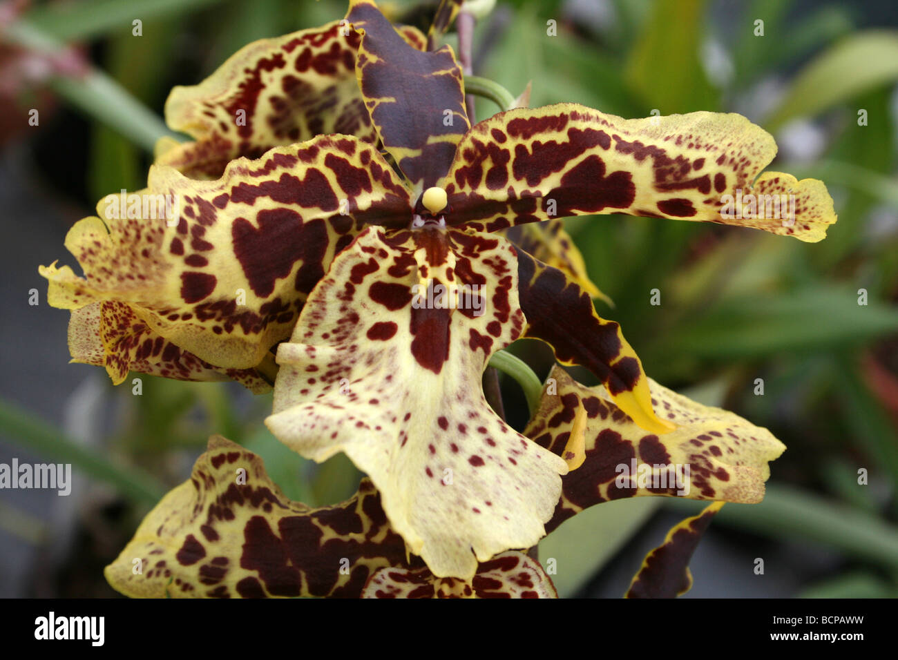 Cambria orchidee -Fotos und -Bildmaterial in hoher Auflösung – Alamy