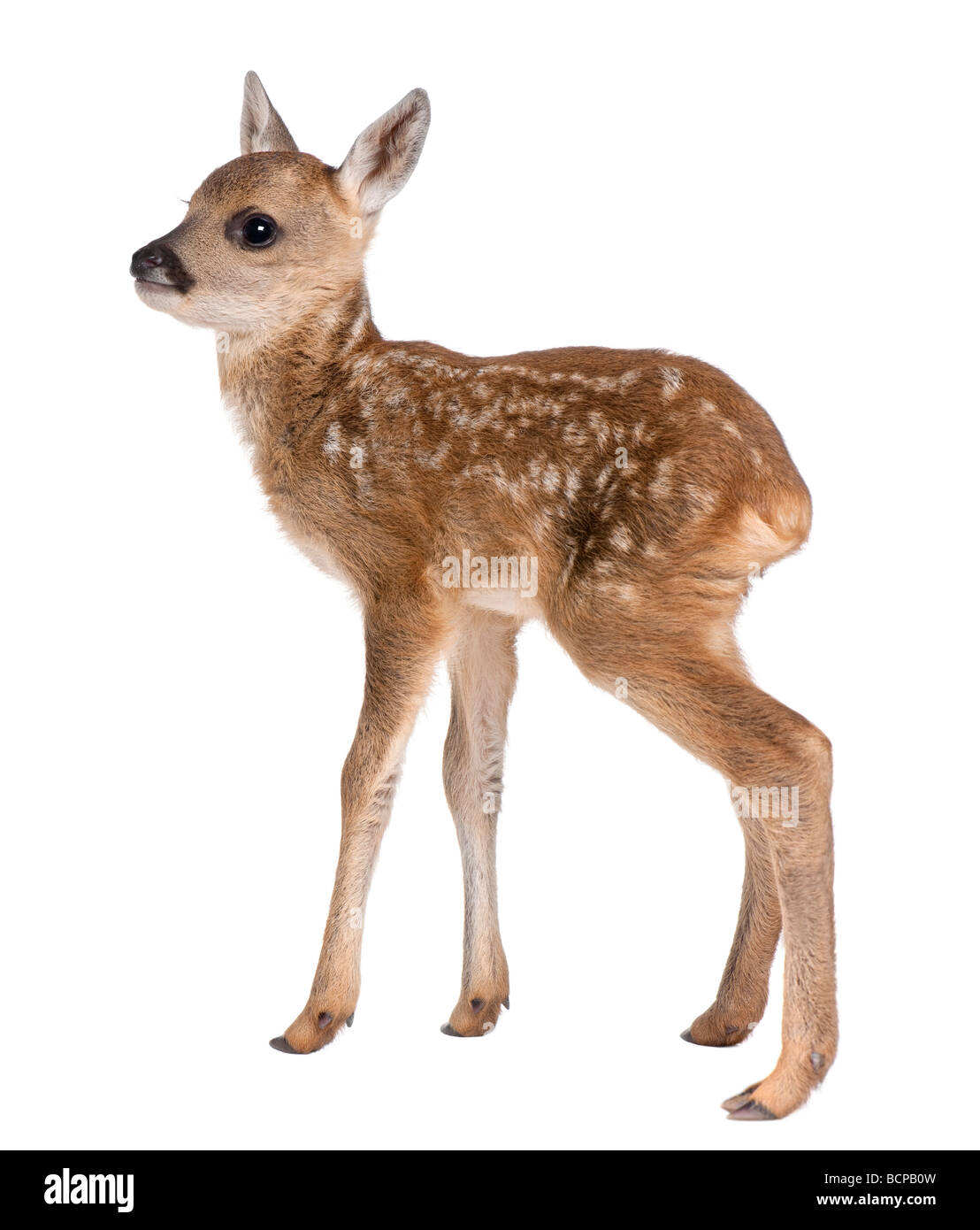 Reh Rehkitz, Capreolus Capreolus, 15 Tage alt, vor einem weißen ...