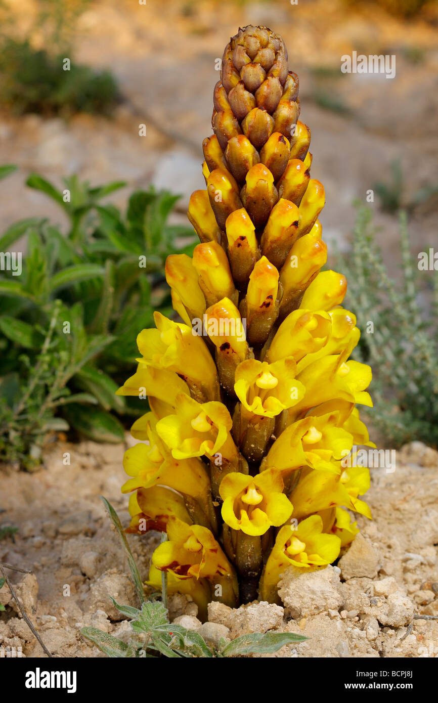 Phelipaea lutea -Fotos und -Bildmaterial in hoher Auflösung – Alamy