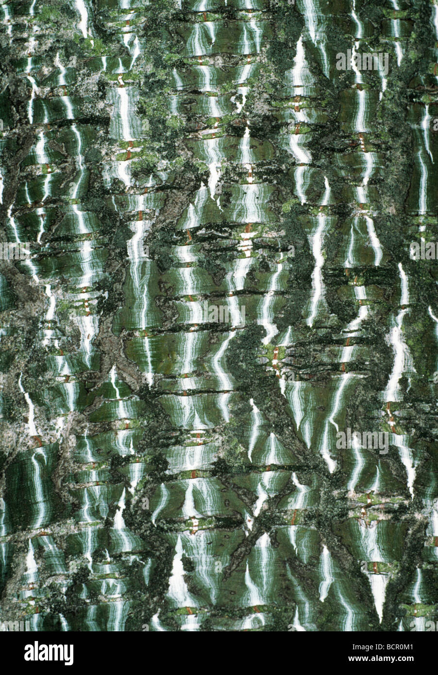 Acer Callipes, Ahorn, rote Schlange Rinde Ahorn Stockfotografie - Alamy