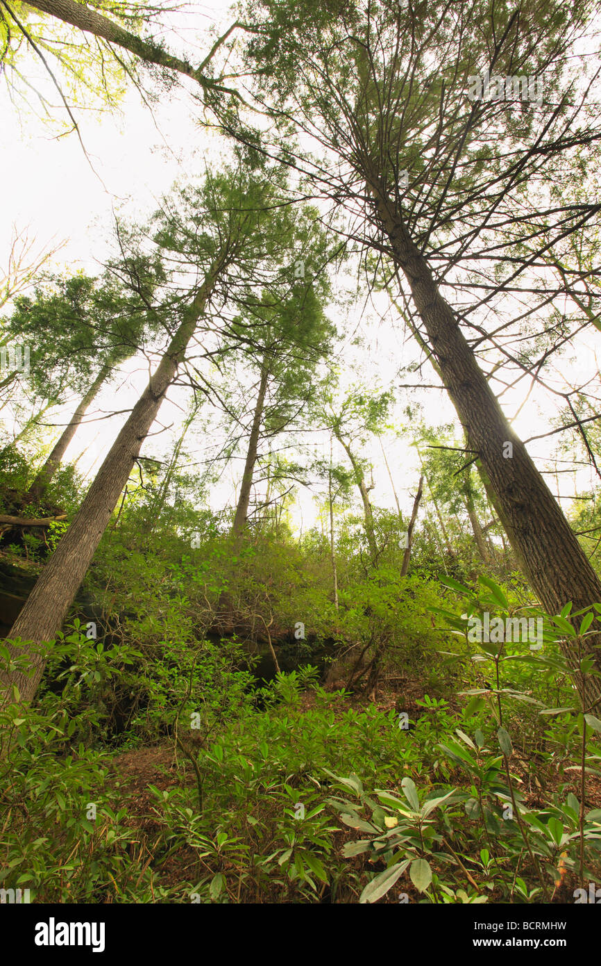 Pflanzenwelt entlang Rock Brücke Trail Red River Gorge Geological ...