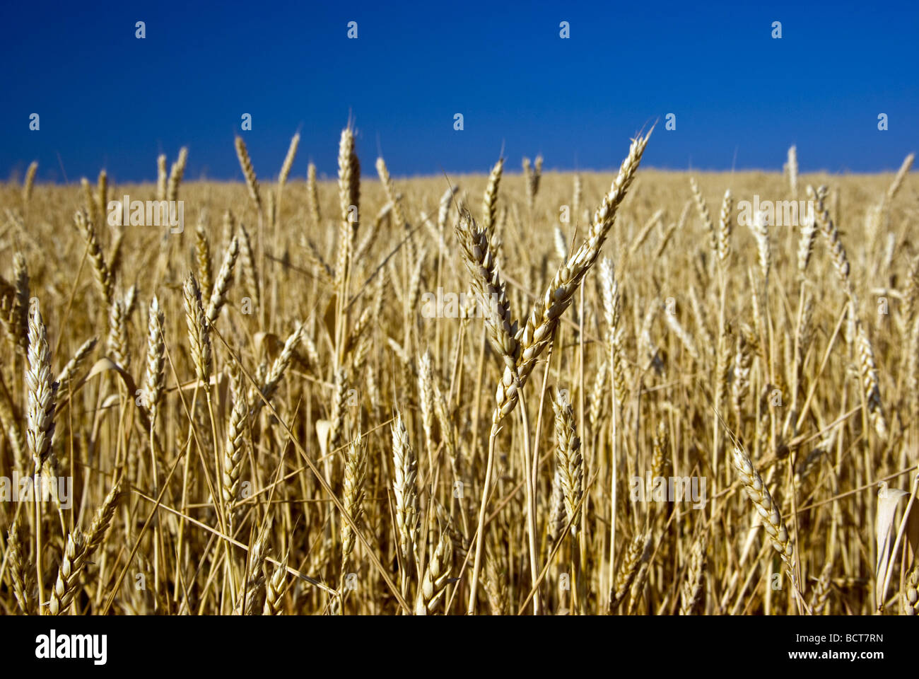 Sonne und weizen -Fotos und -Bildmaterial in hoher Auflösung – Alamy