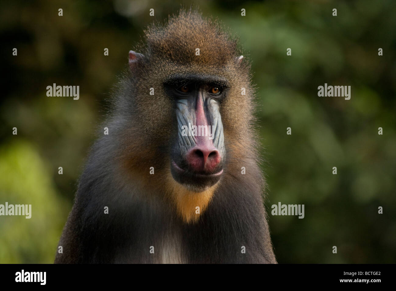 Mandrill monkey -Fotos und -Bildmaterial in hoher Auflösung – Alamy