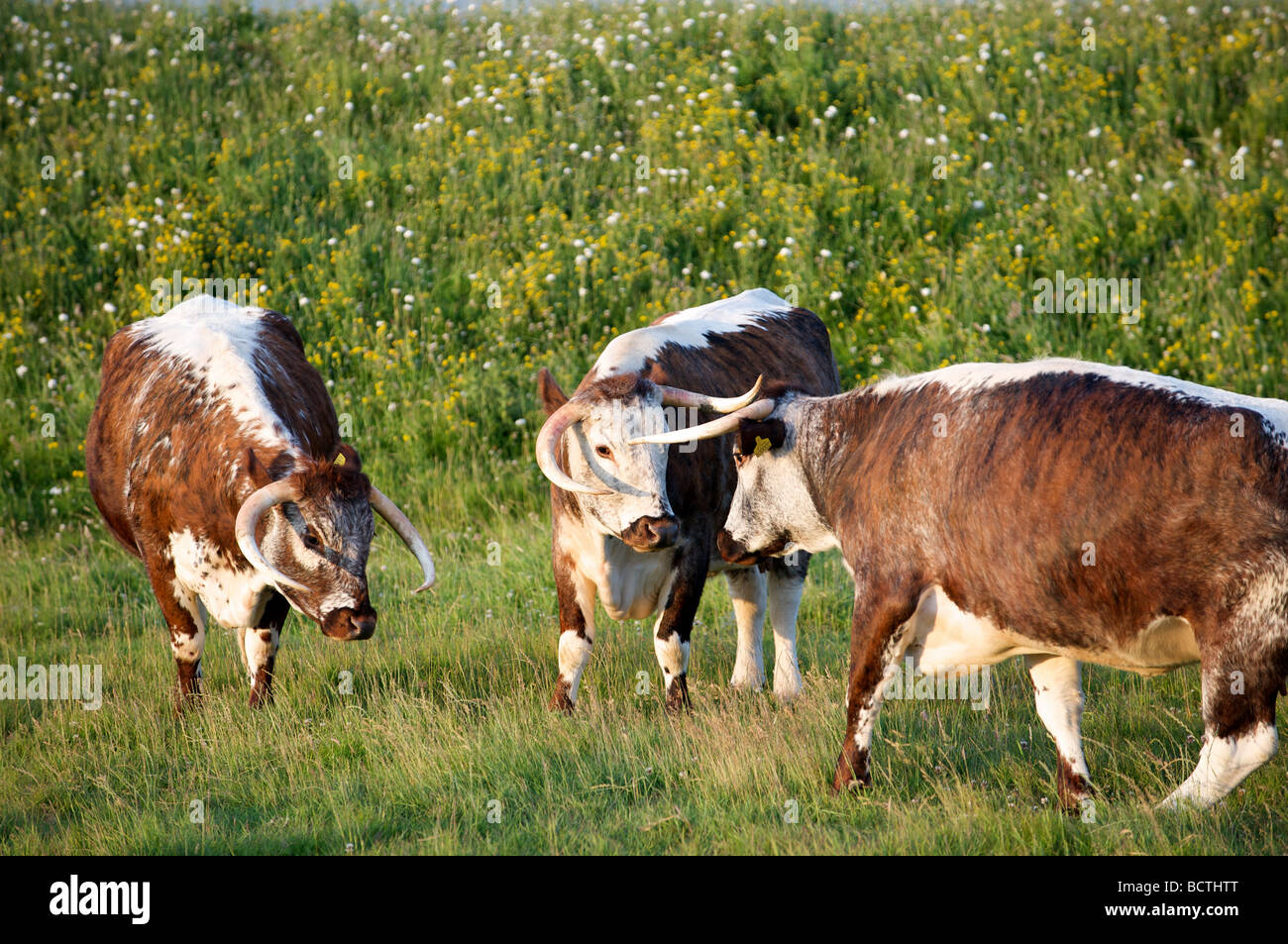English livestock -Fotos und -Bildmaterial in hoher Auflösung – Alamy