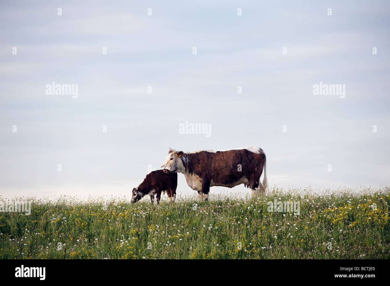 Kommerzielle rinder -Fotos und -Bildmaterial in hoher Auflösung – Alamy