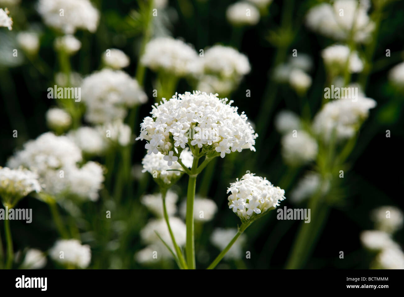 Baldrian alliariifolia var. tiliifolia, Helbladig tiliifolia vänderot ...