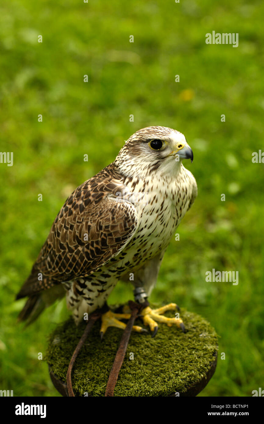 Duck Hawk Peregrine Falco peregrinus Stockfotografie - Alamy