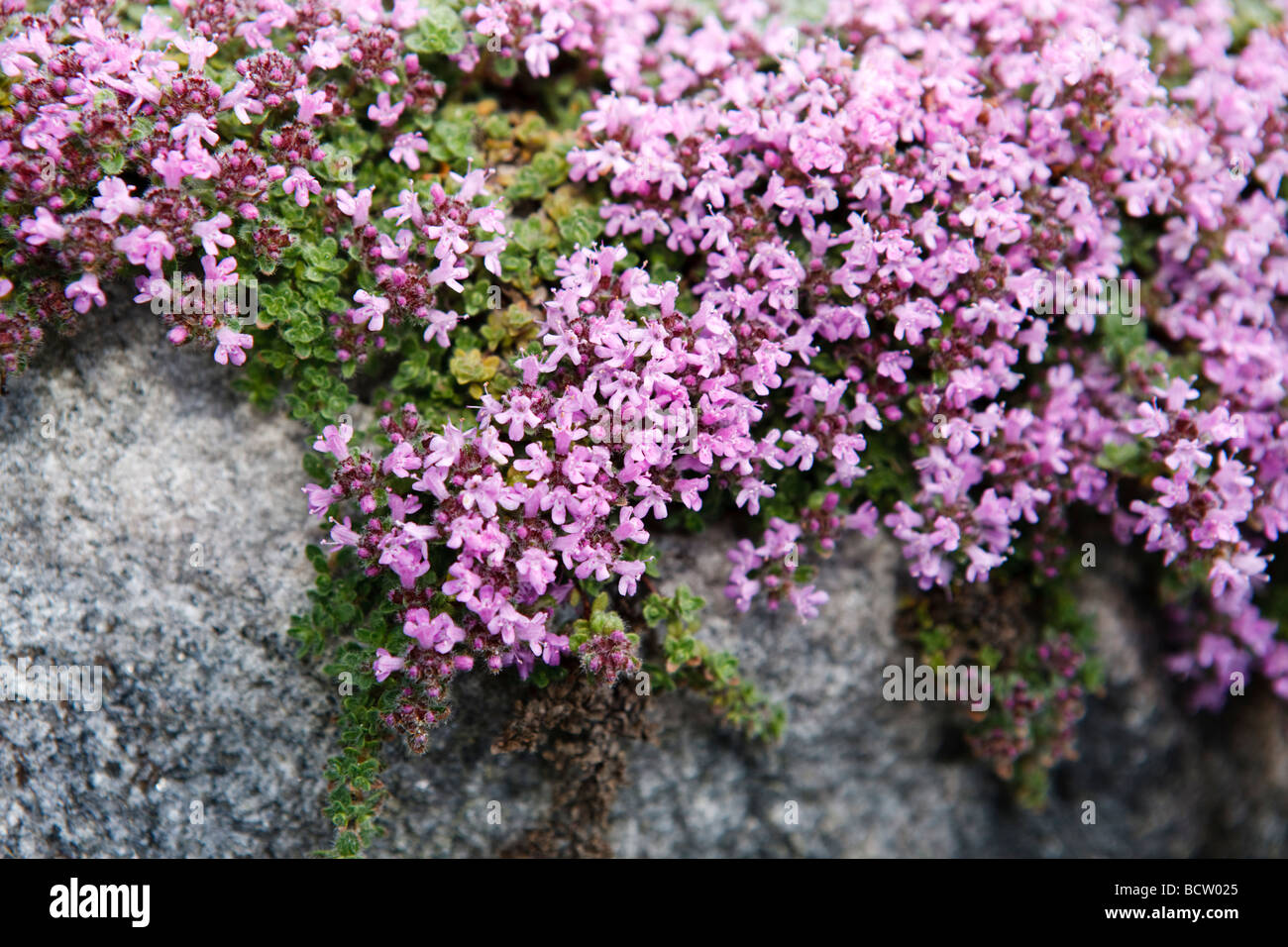 Kriechender Thymian Stockfotos und -bilder Kaufen - Alamy