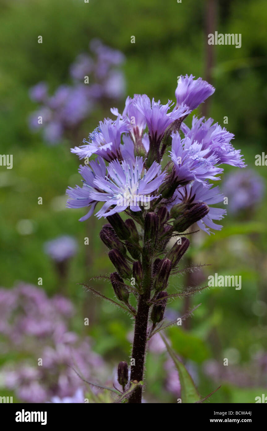 Alpine blau-Sau-Distel (Cicerbita Alpina), Blumen Stockfotografie - Alamy