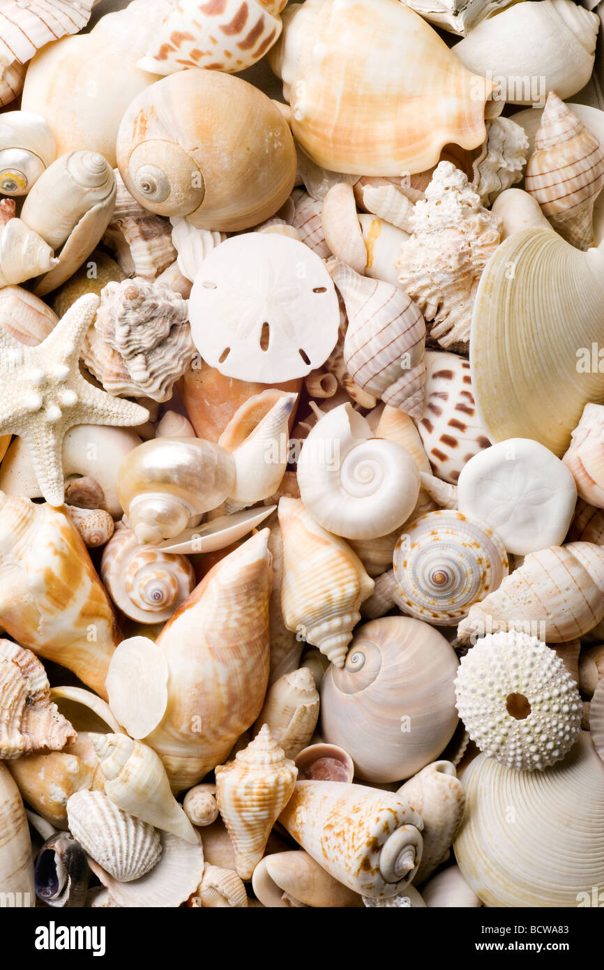 Kinds of sea shells -Fotos und -Bildmaterial in hoher Auflösung – Alamy