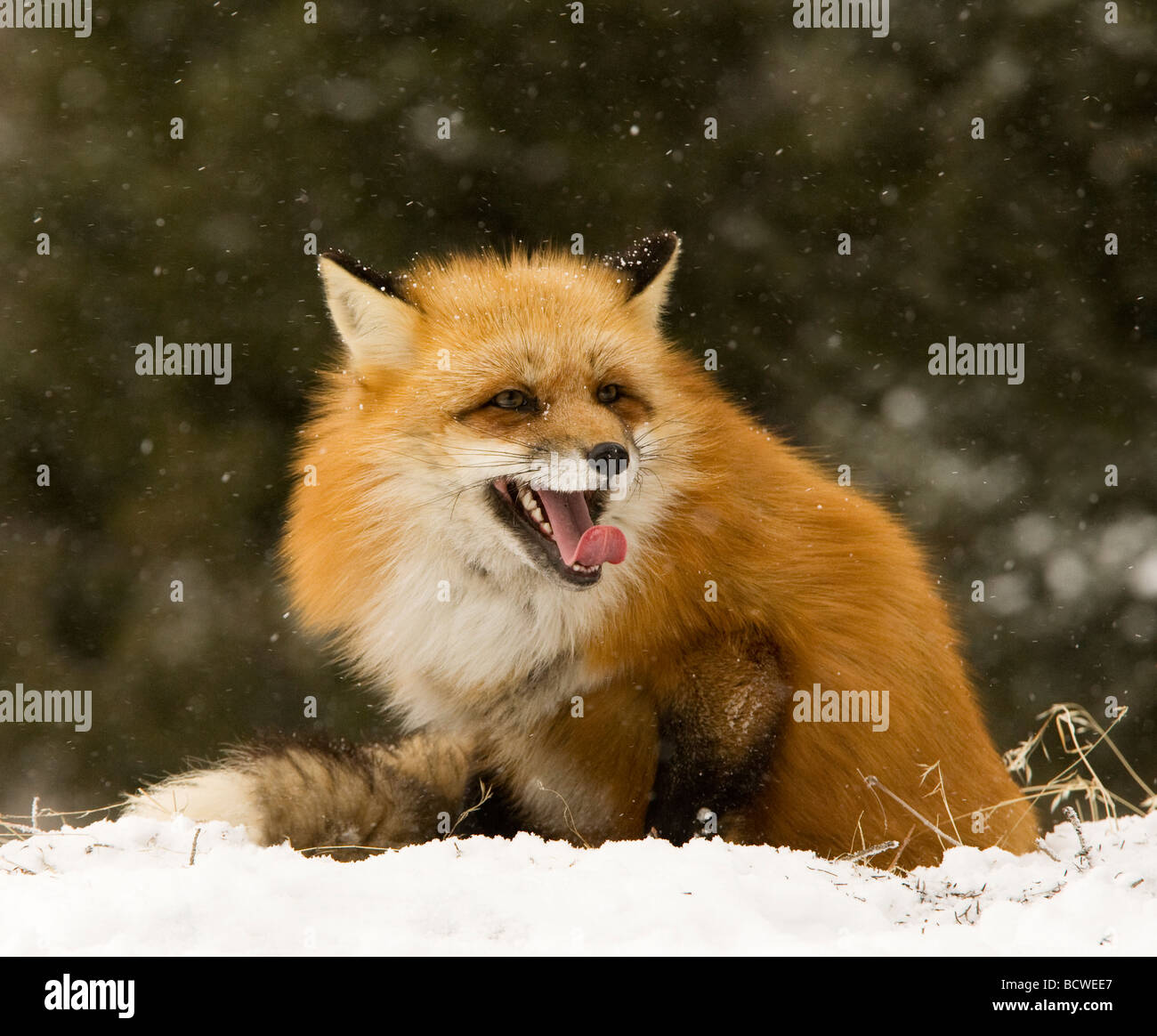 Rotfuchs (Vulpes Vulpes) sitzen im Schnee bedeckt Feld Stockfotografie ...