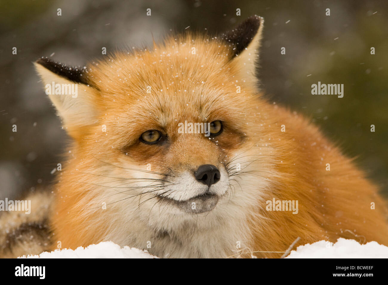 Fuchs im bild der wintersaison -Fotos und -Bildmaterial in hoher ...